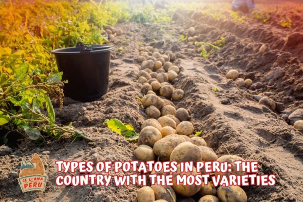 Types of Potatoes in Peru: The Country with the Most Varieties - Se ...